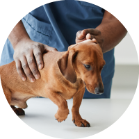Neptra for Treating Otitis Externa (OE) in Dogs