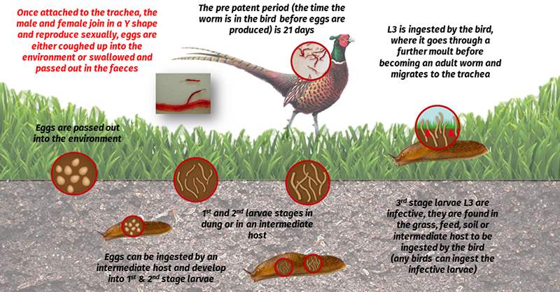 Controlling the gapes, blackhead and hairworm in game birds