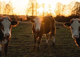 Find out more about Elanco Animal Health UK