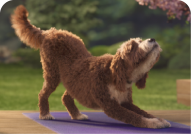 Zenrelia™ (ilunocitinib tablets) for Vets