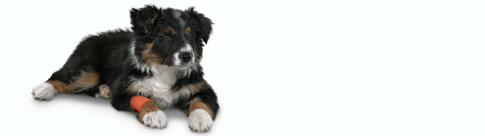 Defend Puppies. Defeat Parvo.