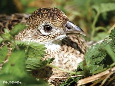 Gallipro® Fit triple strain probiotic benefits game birds