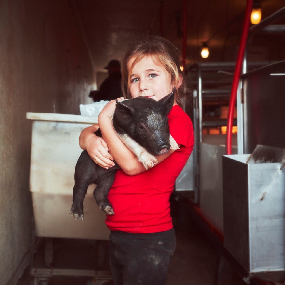 Santé pulmonaire des porcs