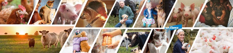 Homepage [my.elanco.com]