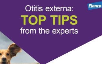 Neptra for Treating Otitis Externa (OE) in Dogs