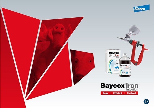 BaycoxIron prevents clinical signs of coccidiosis in piglets