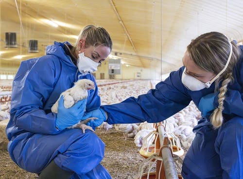 Hock burn in poultry - what is it?