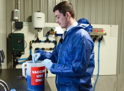 How in-water Vaccination could be valuable for pig farmers