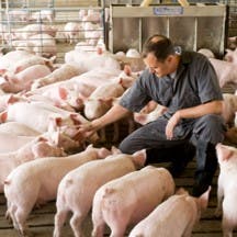 Santé pulmonaire des porcs