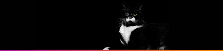 Bexacat™ (bexagliflozin tablets)