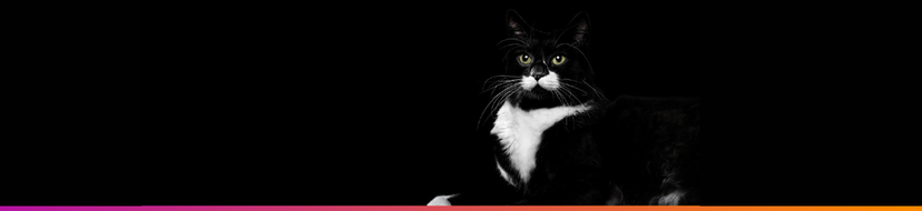 Bexacat™ (bexagliflozin tablets)