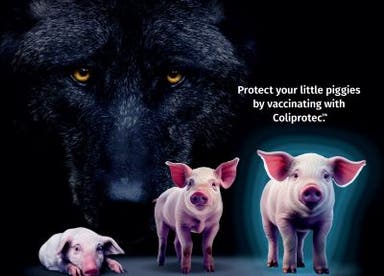 Coliprotec toolkit to aid in the vaccination of young pigs