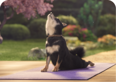 Zenrelia™ (ilunocitinib tablets) for Vets