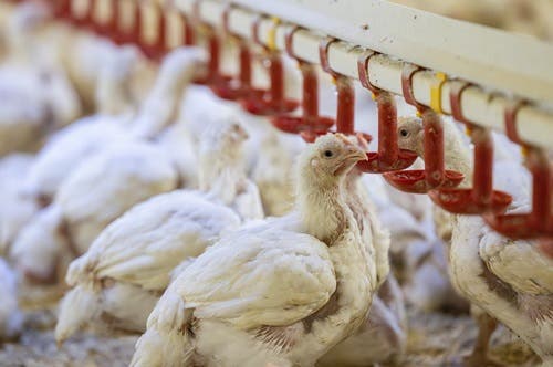Effects of coccidiosis on poultry production