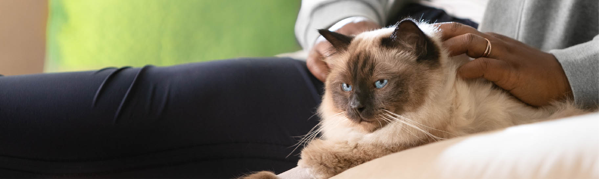 Zorbium™ (buprenorphine transdermal solution)