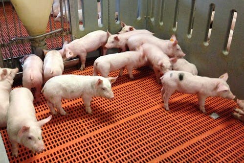 Vaccination for PWD control in a high proportion of herds