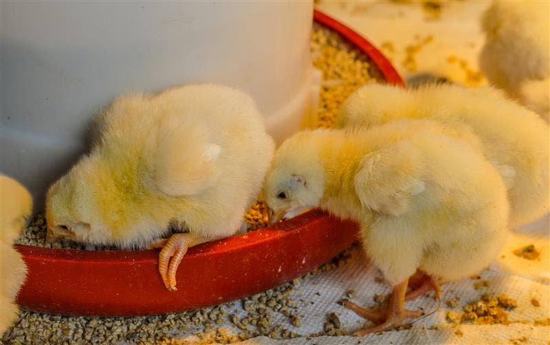 Probiotics In Poultry Diets