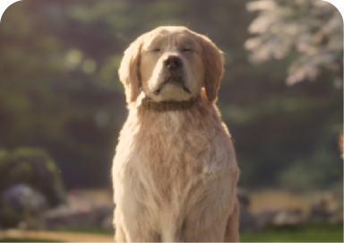 Zenrelia™ (ilunocitinib tablets) for Vets