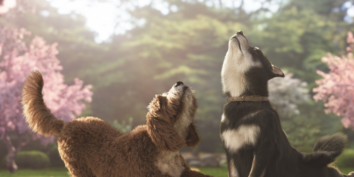 Zenrelia | Success stories of Zenrelia-treated itchy dogs