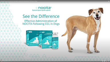 Nocita® for Dogs and Cats | Long-acting pain relief