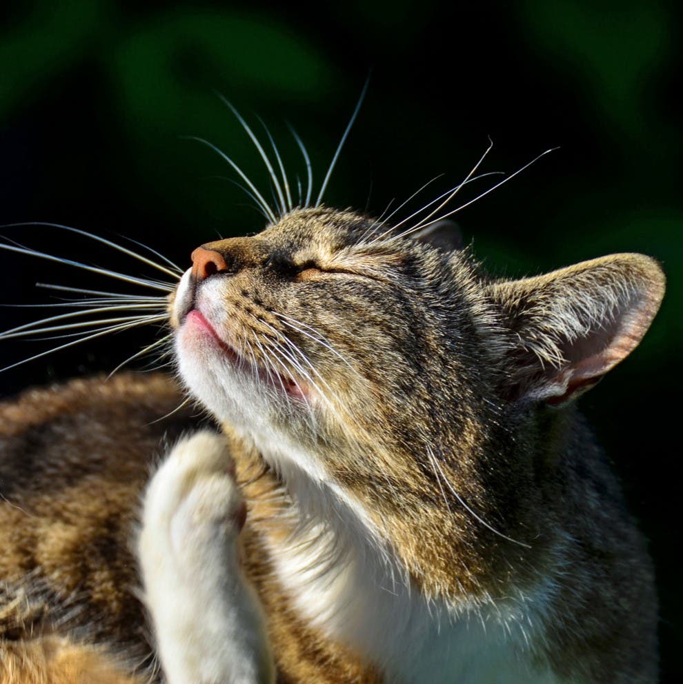 Parasitologie des animaux de compagnie