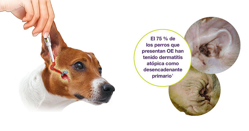 Expertos en Otitis Externa