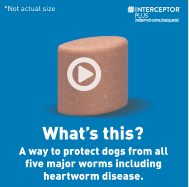 Interceptor® Plus for Dogs — Treats Dangerous Worms