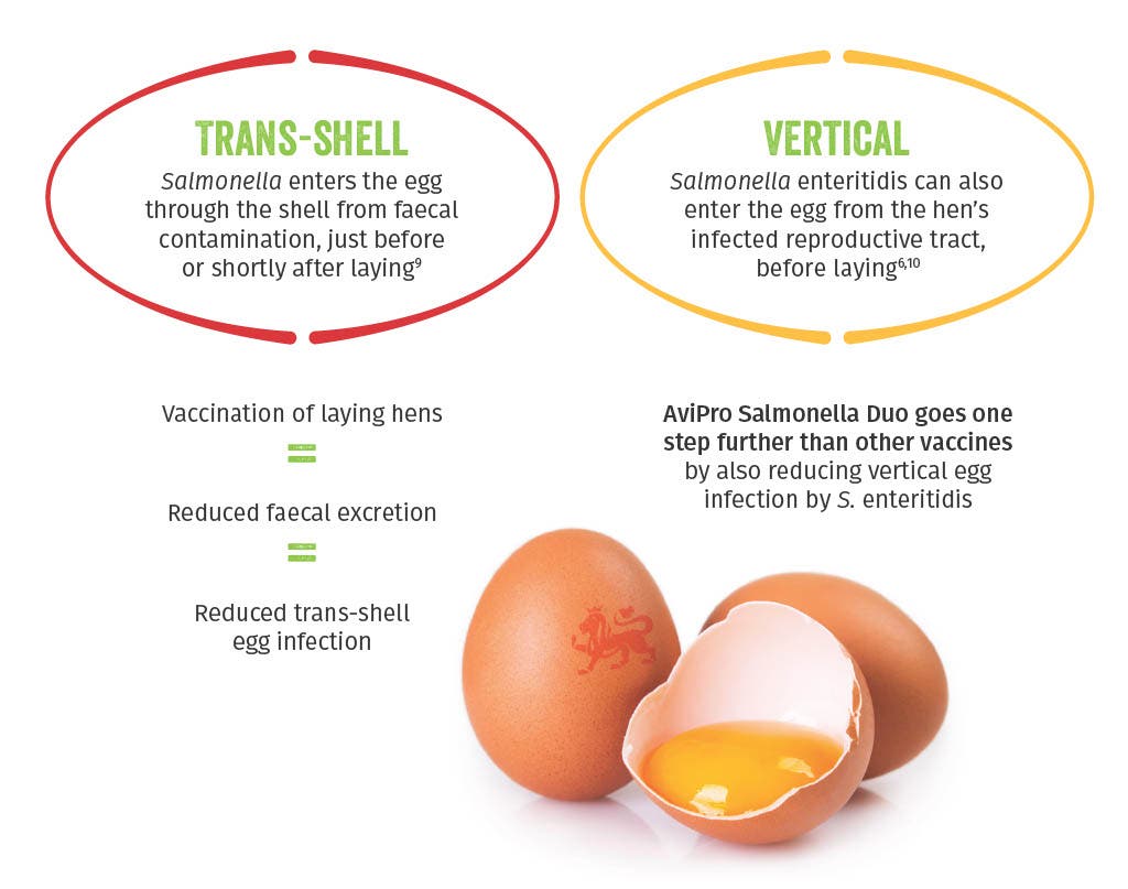 AviPro Salmonella Duo vaccination for layers