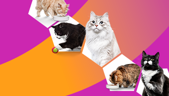 Bexacat™ | Innovation in feline diabetes treatment