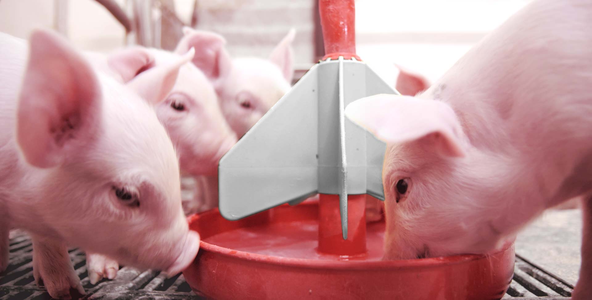 Tonisity Px™ ya está disponible en España junto a Elanco