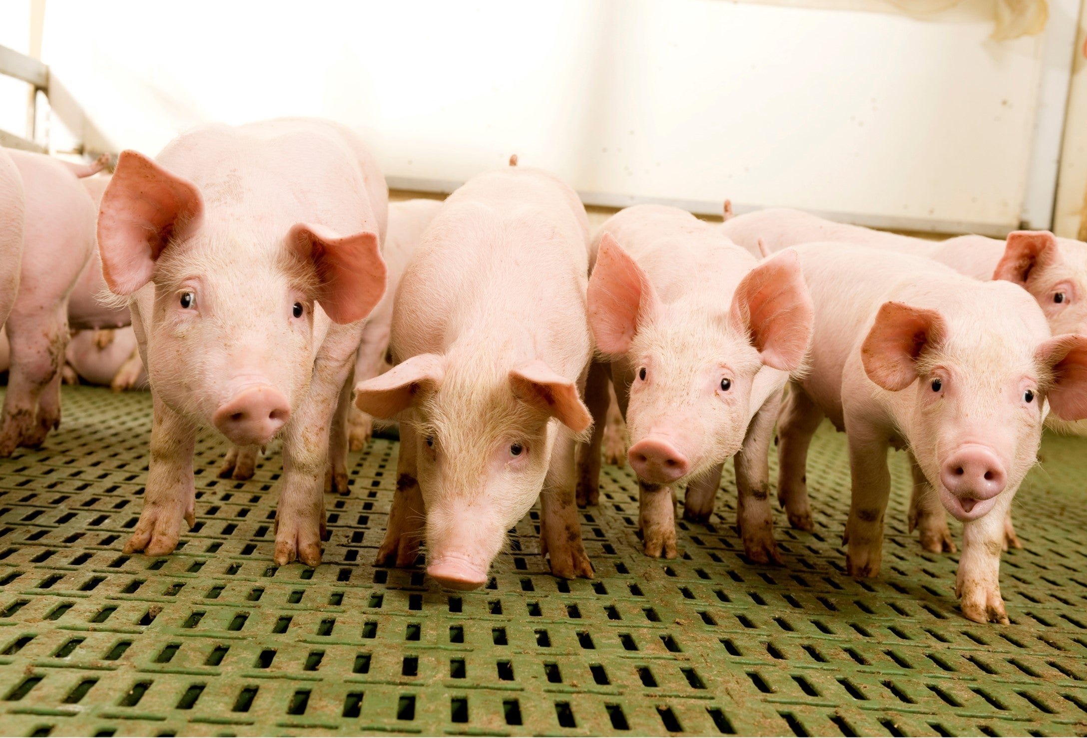 Services dédiés à l’élevage des porcs