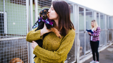 Canine Parvovirus Monoclonal Antibody