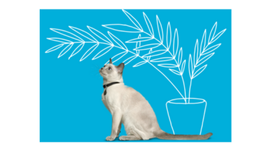 ONSIOR® for Cats | Treat postoperative pain