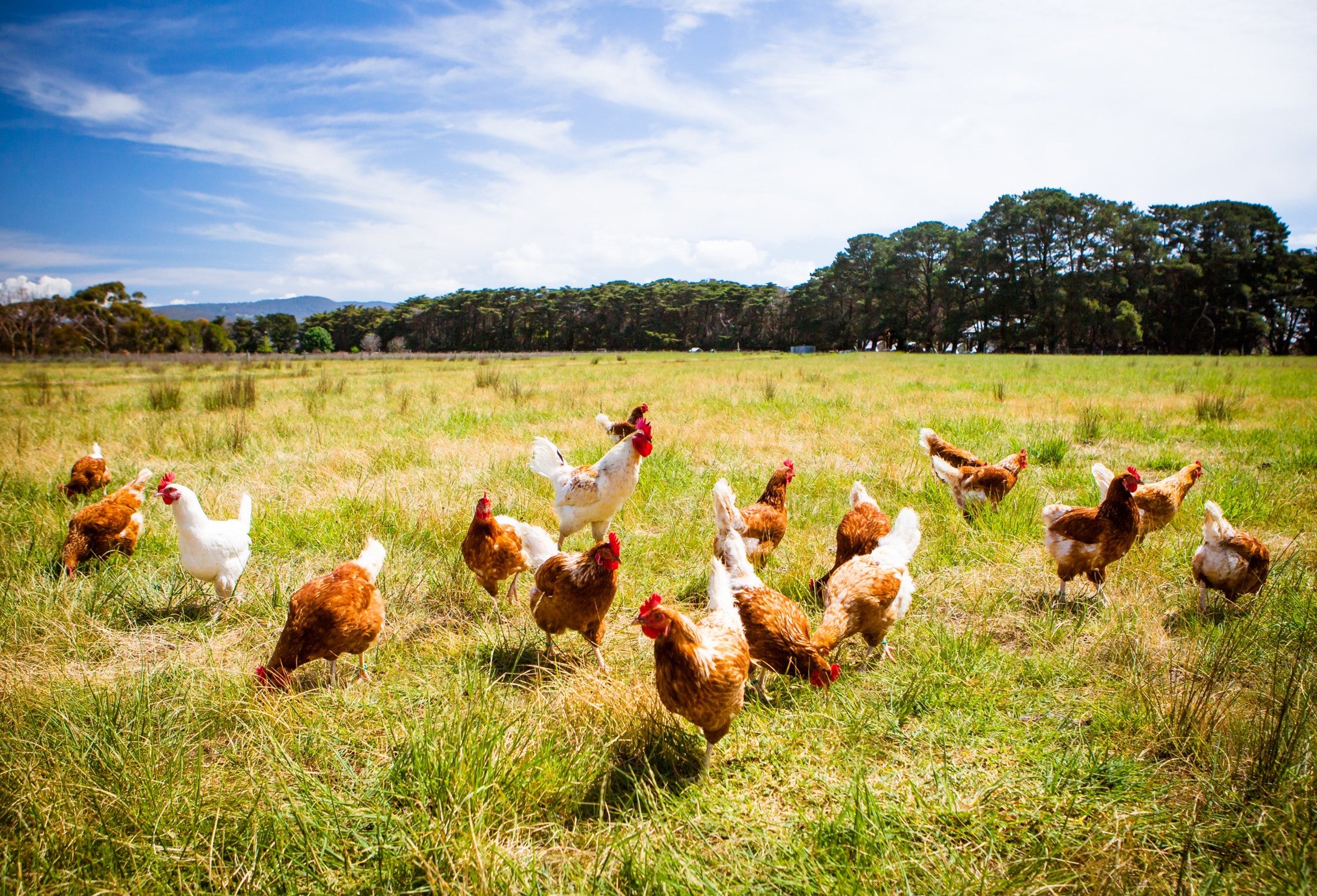 Intégrité intestinale volailles