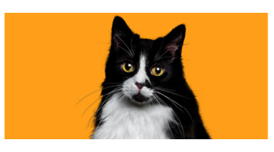 Bexacat™ | Innovation in feline diabetes treatment