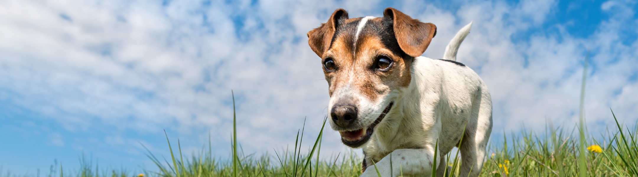 Fox lungworm - identification, life cycle, transmission
