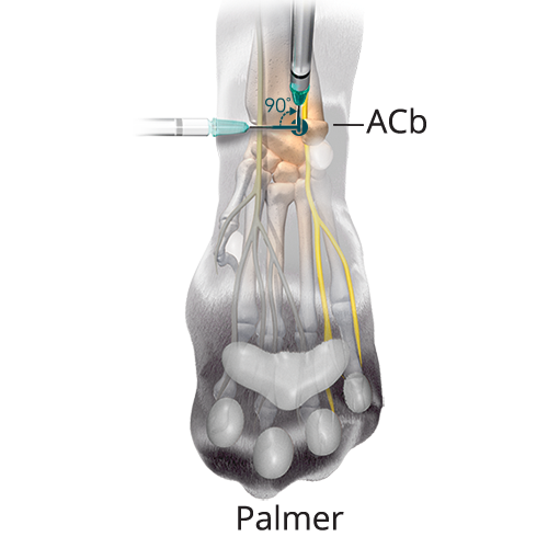 Nocita® for Dogs and Cats | Long-acting pain relief
