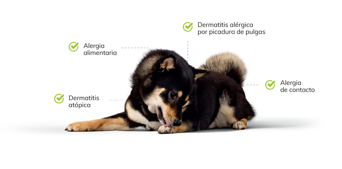 Zenrelia™ (ilunocitinib tablet)