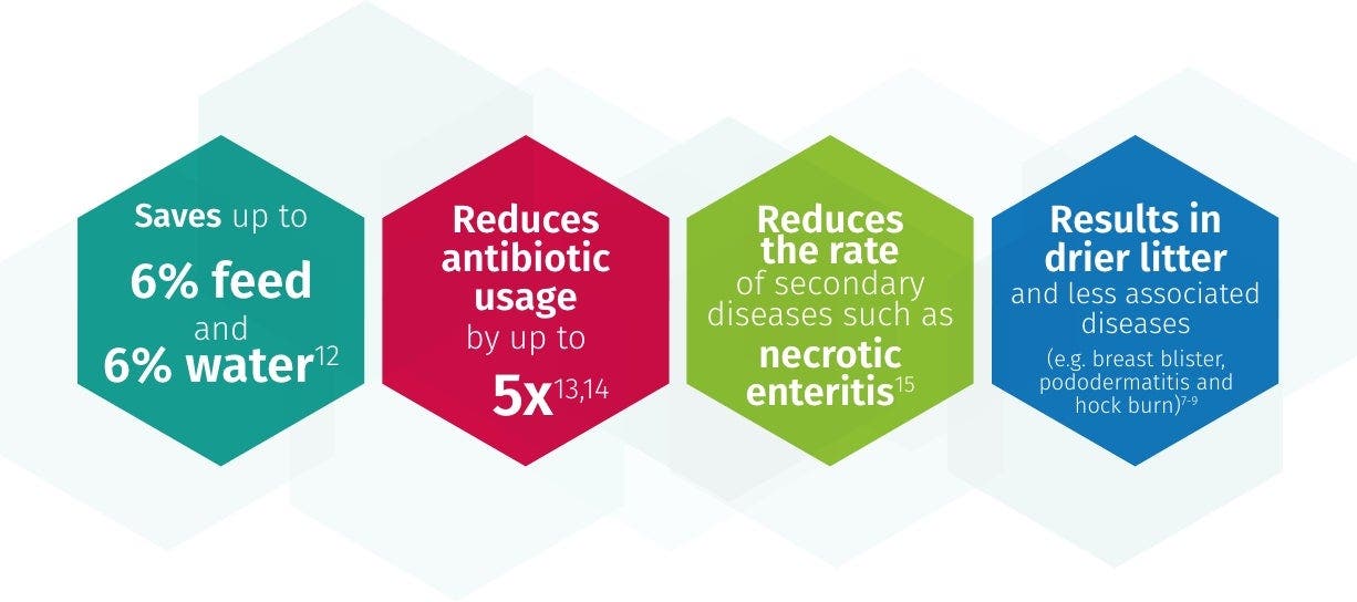 Learn more about the management of coccidiosis in poultry
