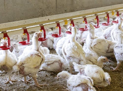 What causes necrotic enteritis in poultry?