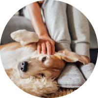 Neptra for Treating Otitis Externa (OE) in Dogs