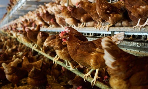 Layer Conference PR 2025