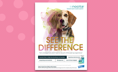 Nocita® for Dogs and Cats | Long-acting pain relief