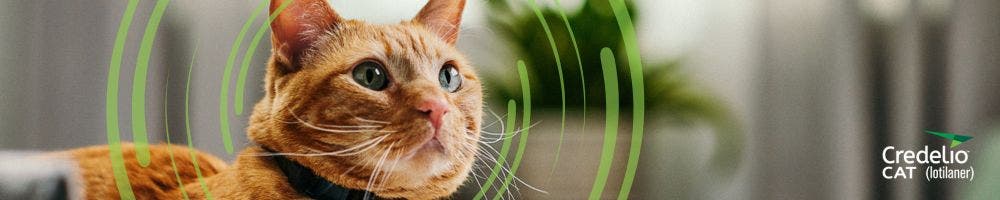Credelio for Cats: chewable tablets for tick & flea control