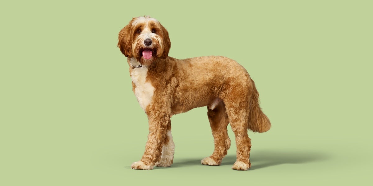 Zenrelia | New Itchy Dog Relief | FAQs