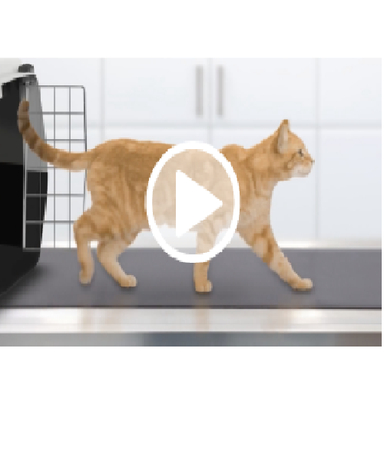 Zorbium® (Buprenorphine Transdermal Solution) for Cats