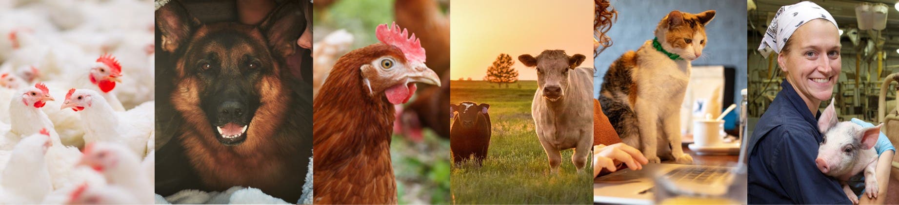 Nuestros productos | myElanco