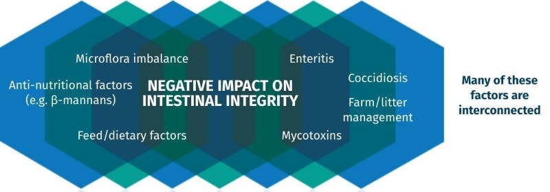 Intestinal Integrity is key to broiler performance