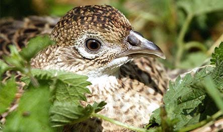 Don't let worms take advantage this rearing season