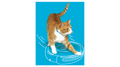 ONSIOR® for Cats | Treat postoperative pain